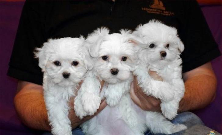 Regalo Mini Toy Cachorros Bichon Maltes para su adopcio en Barcelona