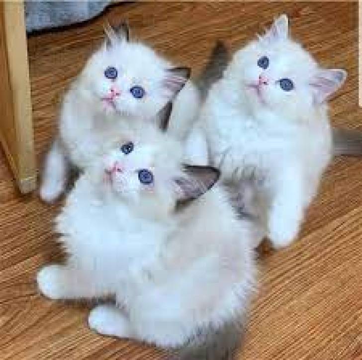 Solo dos adorables gatitos ragdoll disponibles Contácta en Burgos